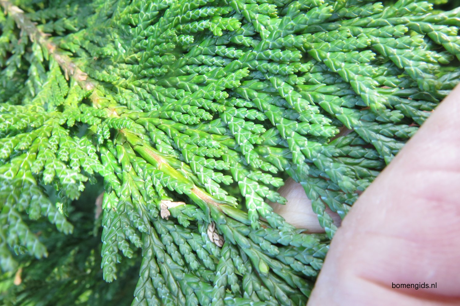 Herken de boomsoort NL: Afstreepmethode of zomer-checklist. Check 1 ...