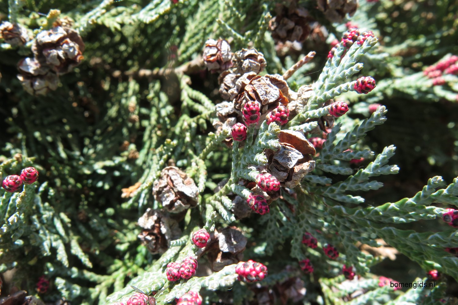 Boomsoorten die horen bij cypressen