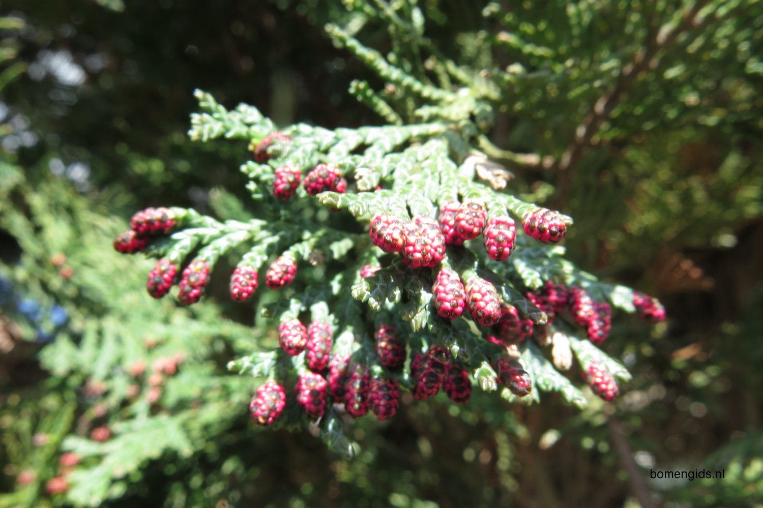 Herken de boomsoort NL: Californische cypres; Latin: Chamaecyparis ...