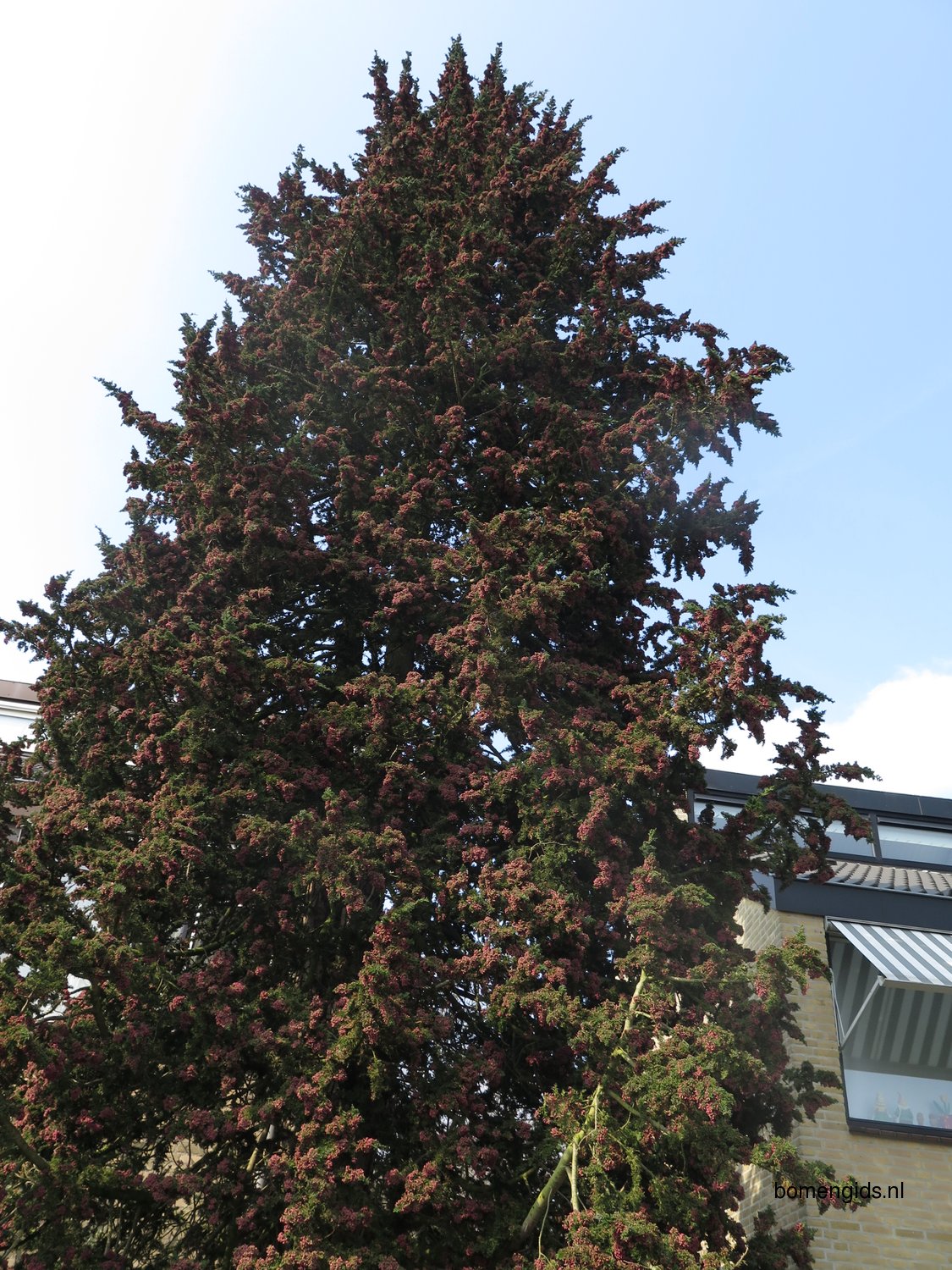 Herken de boomsoort NL: Californische cypres; Latin: Chamaecyparis ...