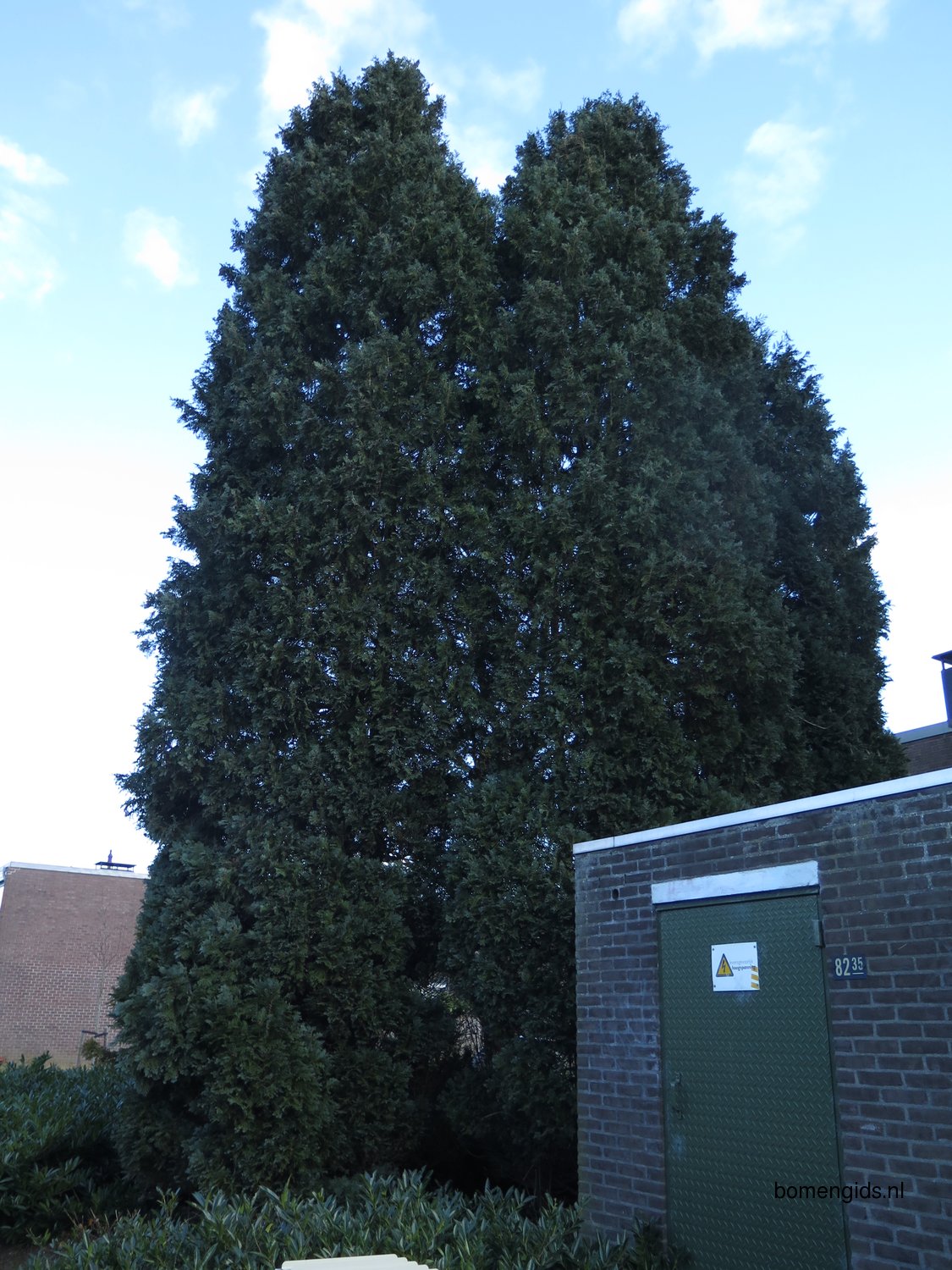 Herken de boomsoort NL: Californische cypres; Latin: Chamaecyparis ...