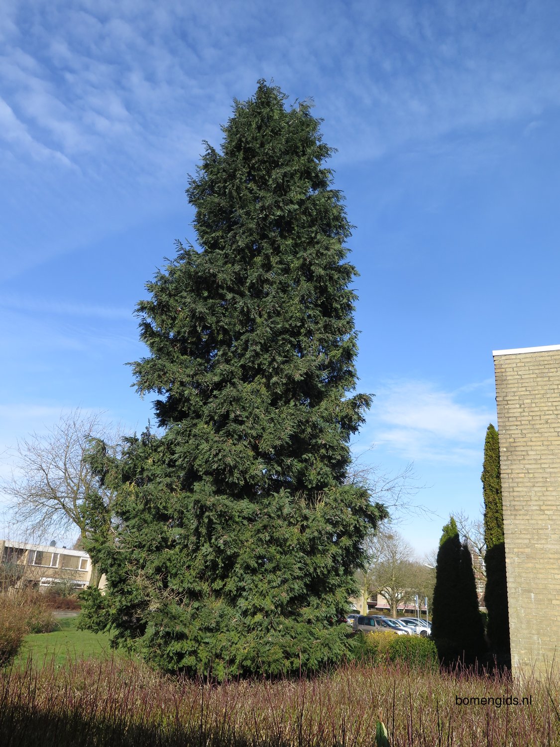 Herken de boomsoort NL: Californische cypres; Latin: Chamaecyparis ...