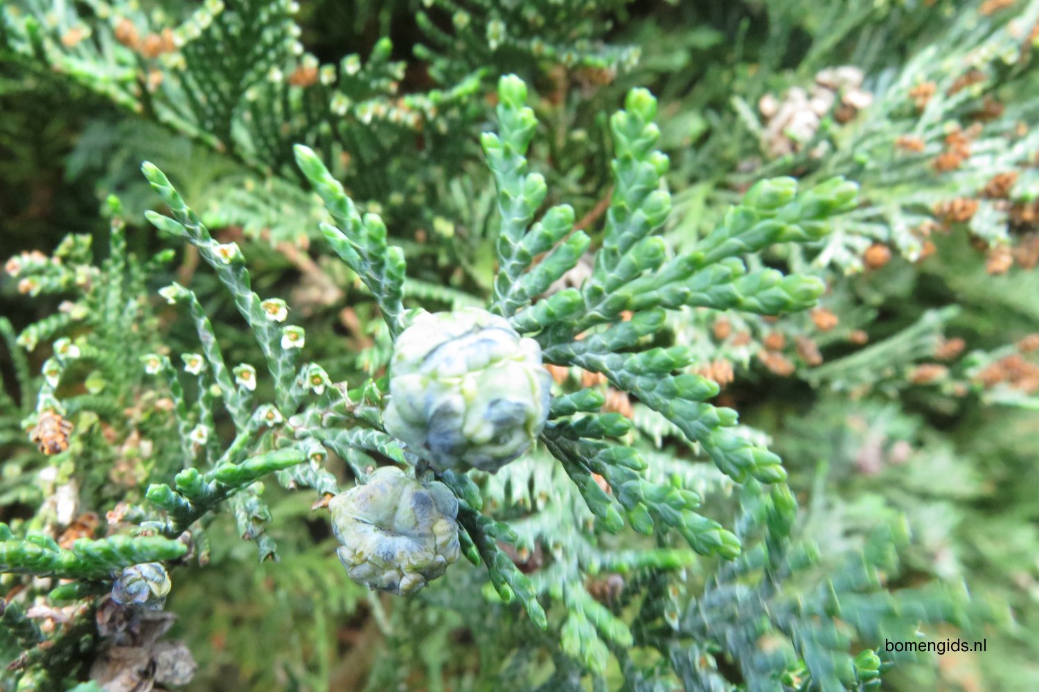 Herken de boomsoort NL: Californische cypres; Latin: Chamaecyparis ...