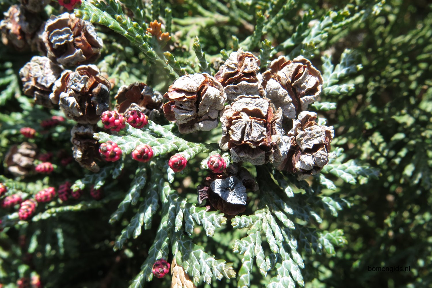 Boomsoorten die horen bij cypressen