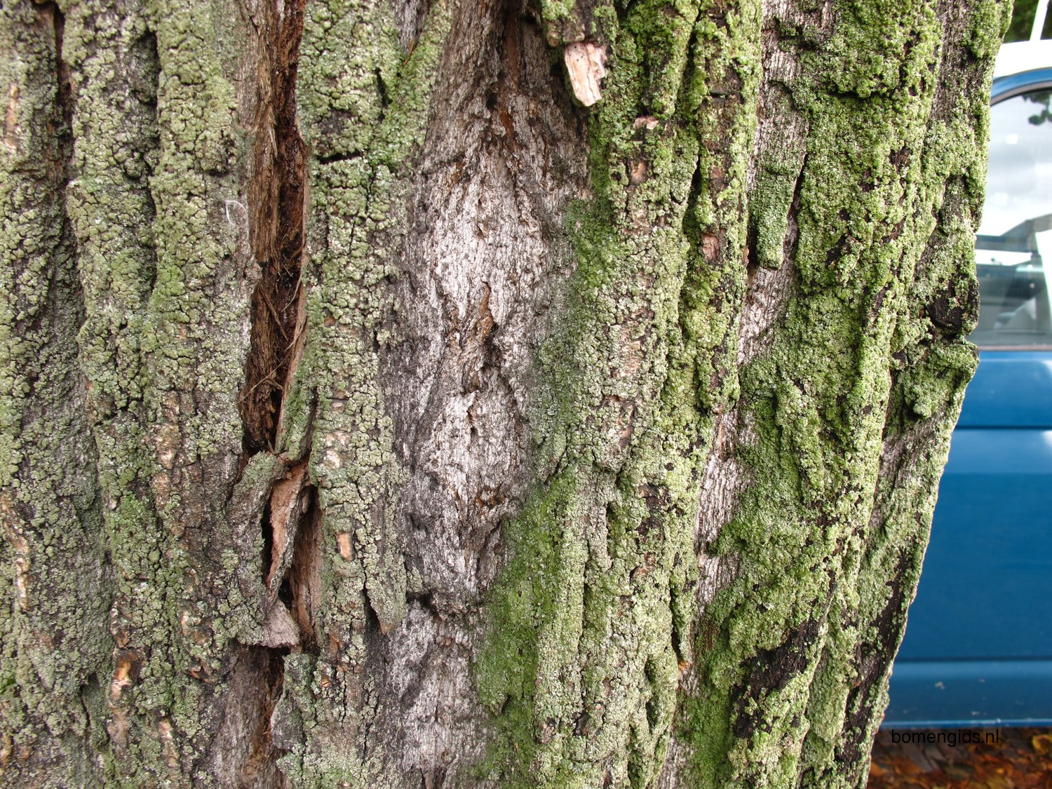 Boomsoorten die horen bij populierfamilie
