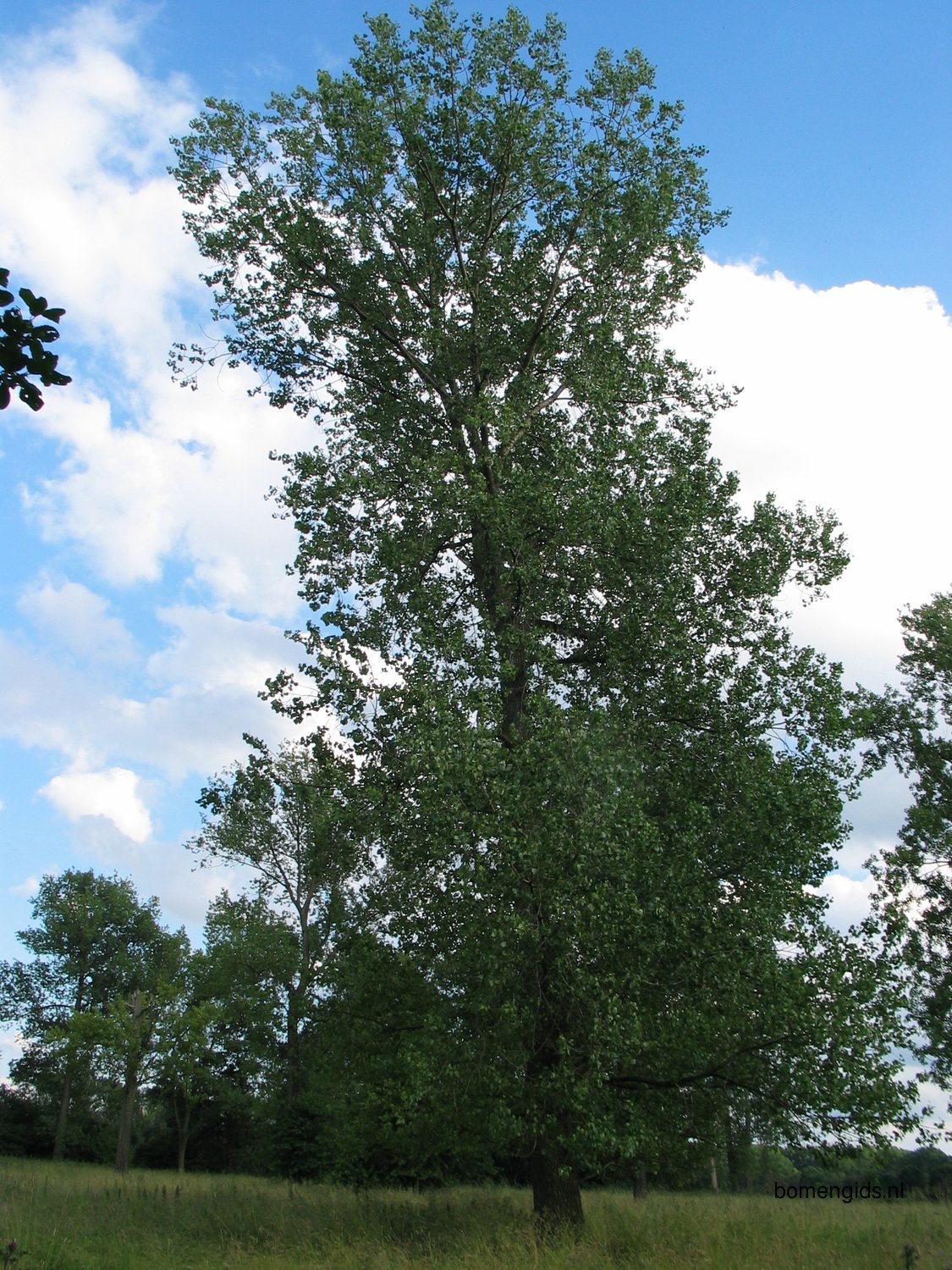 Herken de boomsoort NL: Canada populier; Latin: Populus x canadensis ...