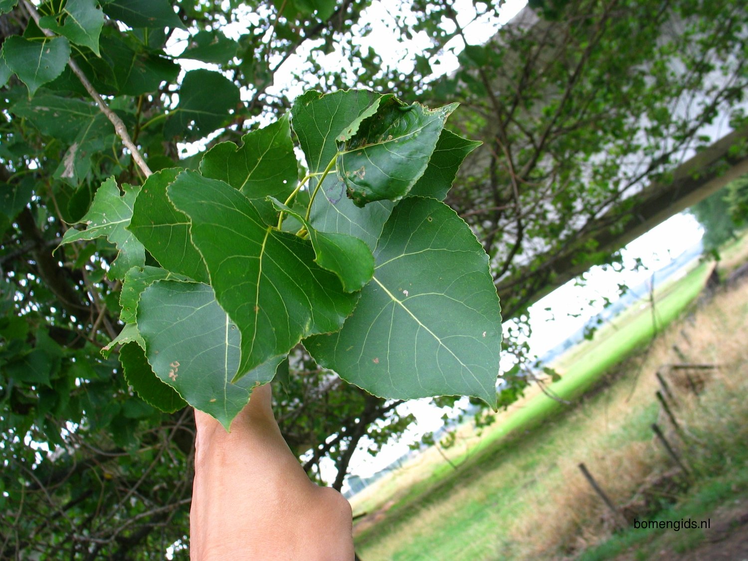 Herken de boomsoort NL: Canada populier; Latin: Populus x canadensis ...