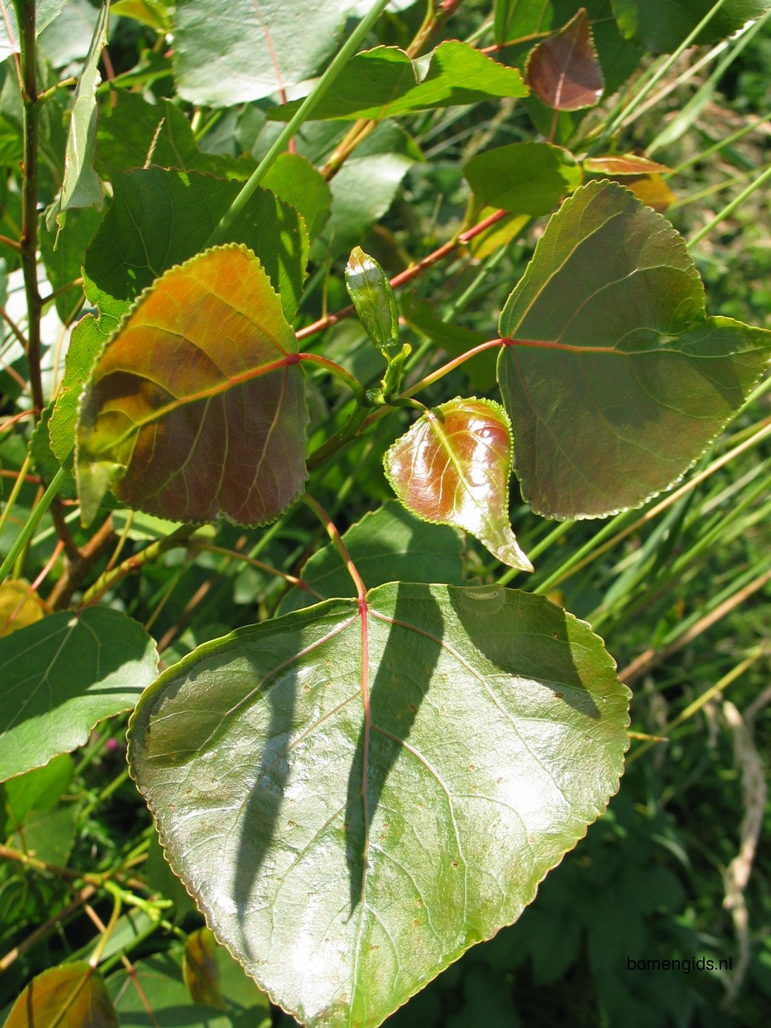 Herken de boomsoort NL: Canada populier; Latin: Populus x canadensis ...
