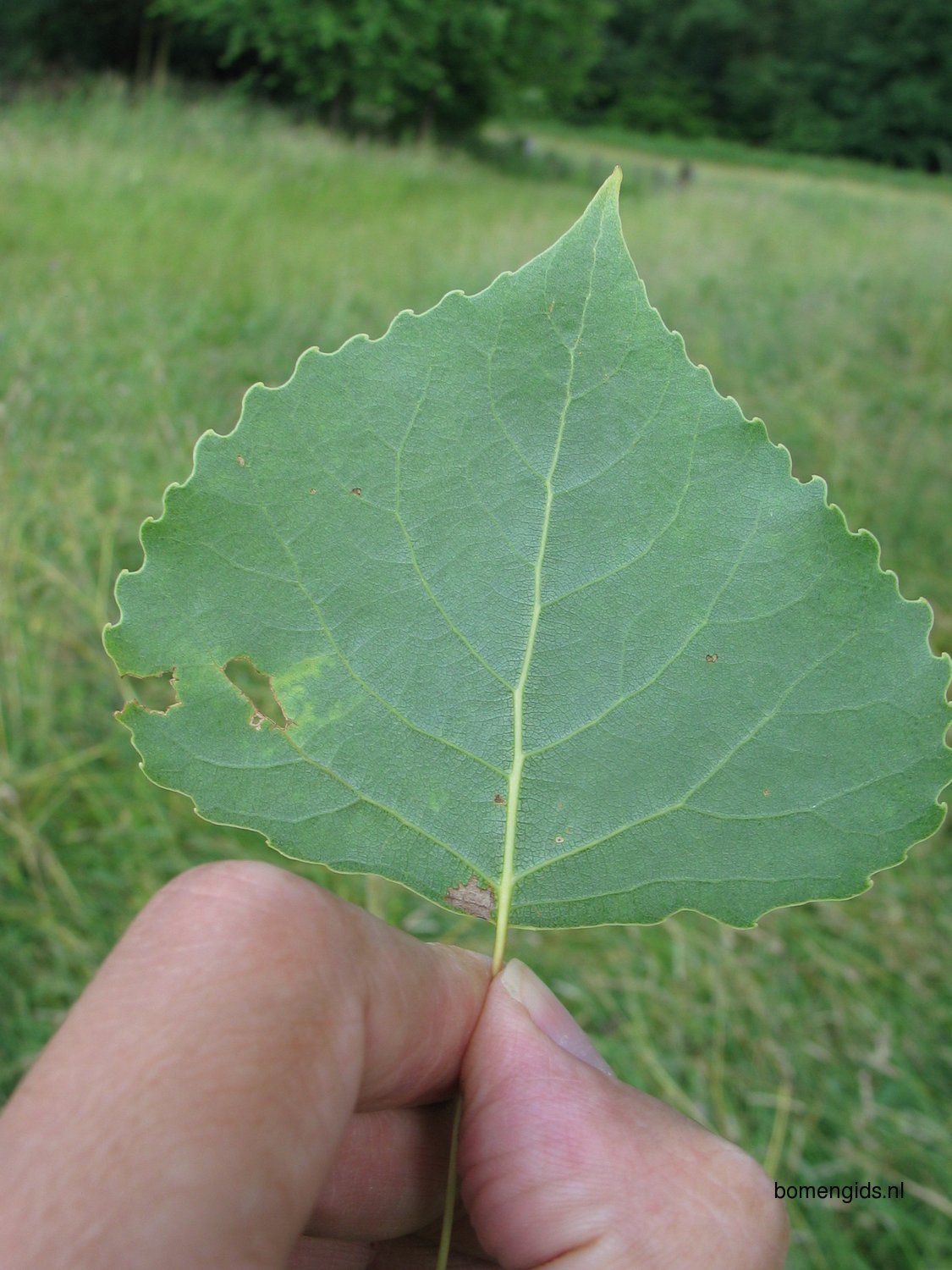Herken de boomsoort NL: Canada populier; Latin: Populus x canadensis ...