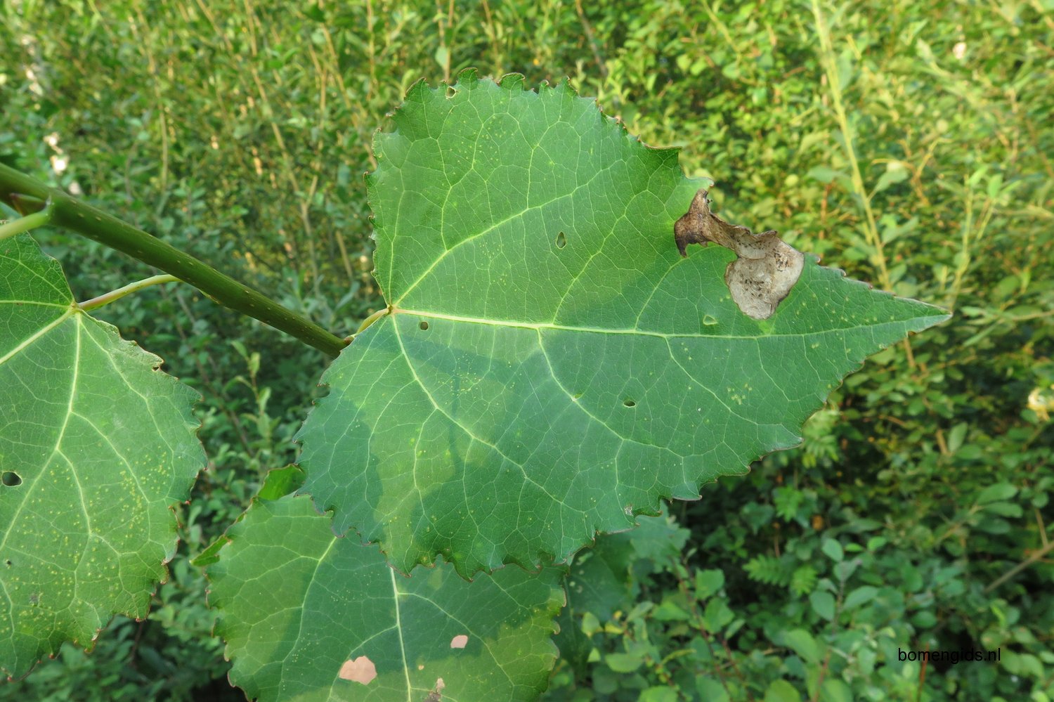 Herken de boomsoort NL: Canada populier; Latin: Populus x canadensis ...