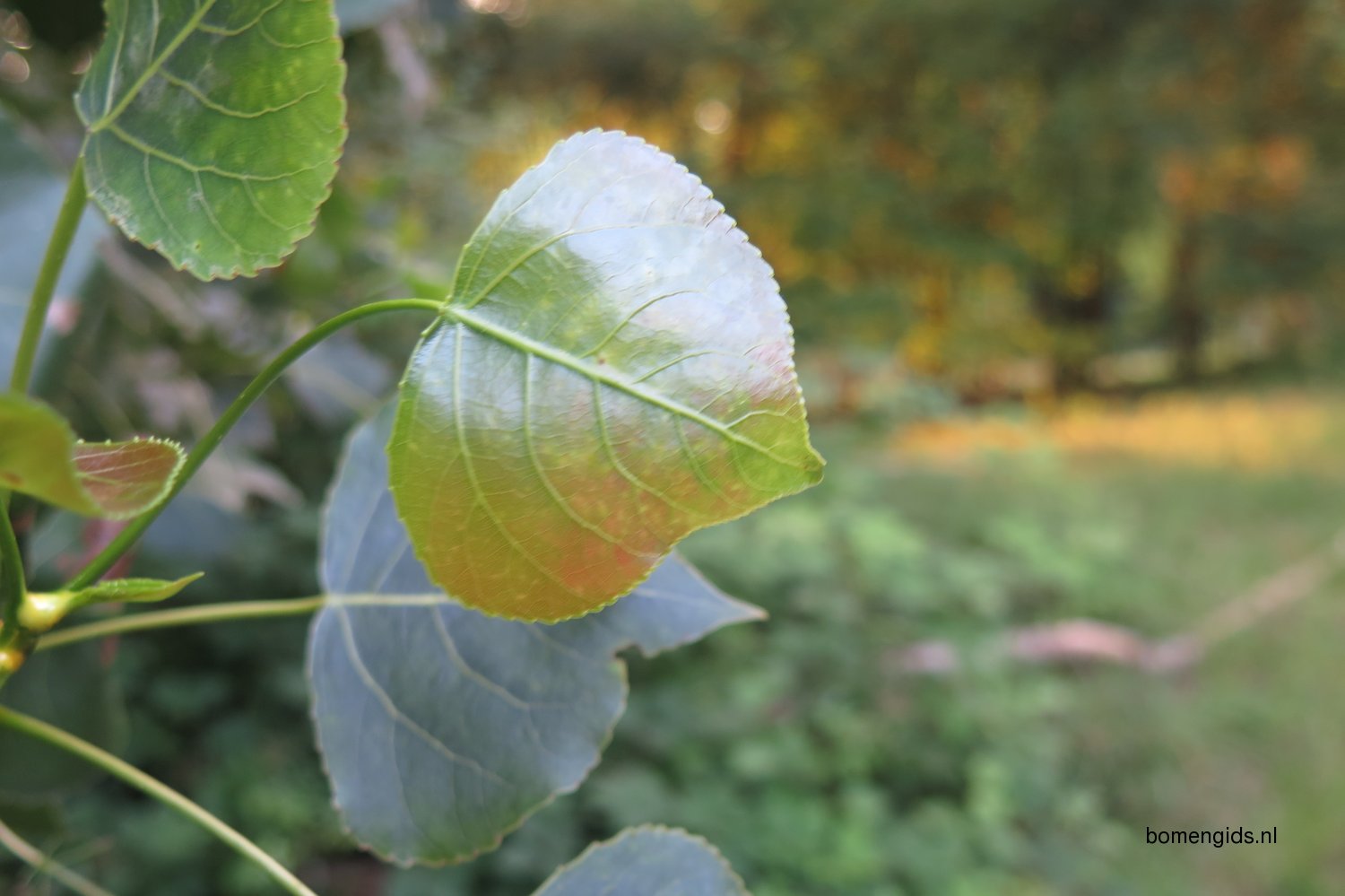 Herken de boomsoort NL: Canada populier; Latin: Populus x canadensis ...