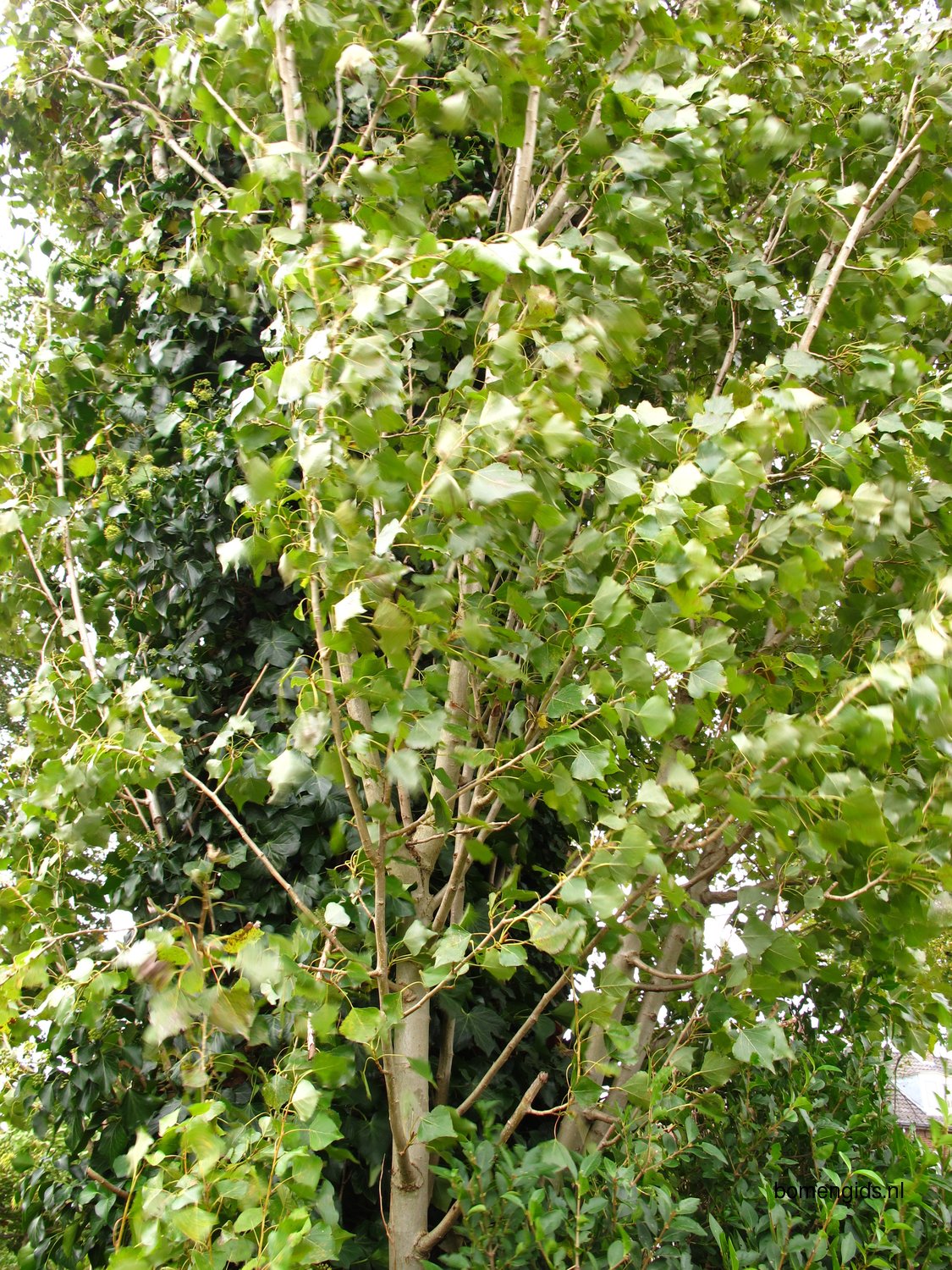Herken de boomsoort NL: Canada populier; Latin: Populus x canadensis ...
