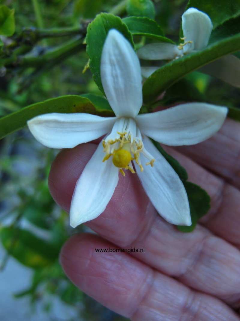 Herken de boomsoort NL: Citroen; Latin: Citrus limon; UK: Lemon; GE ...