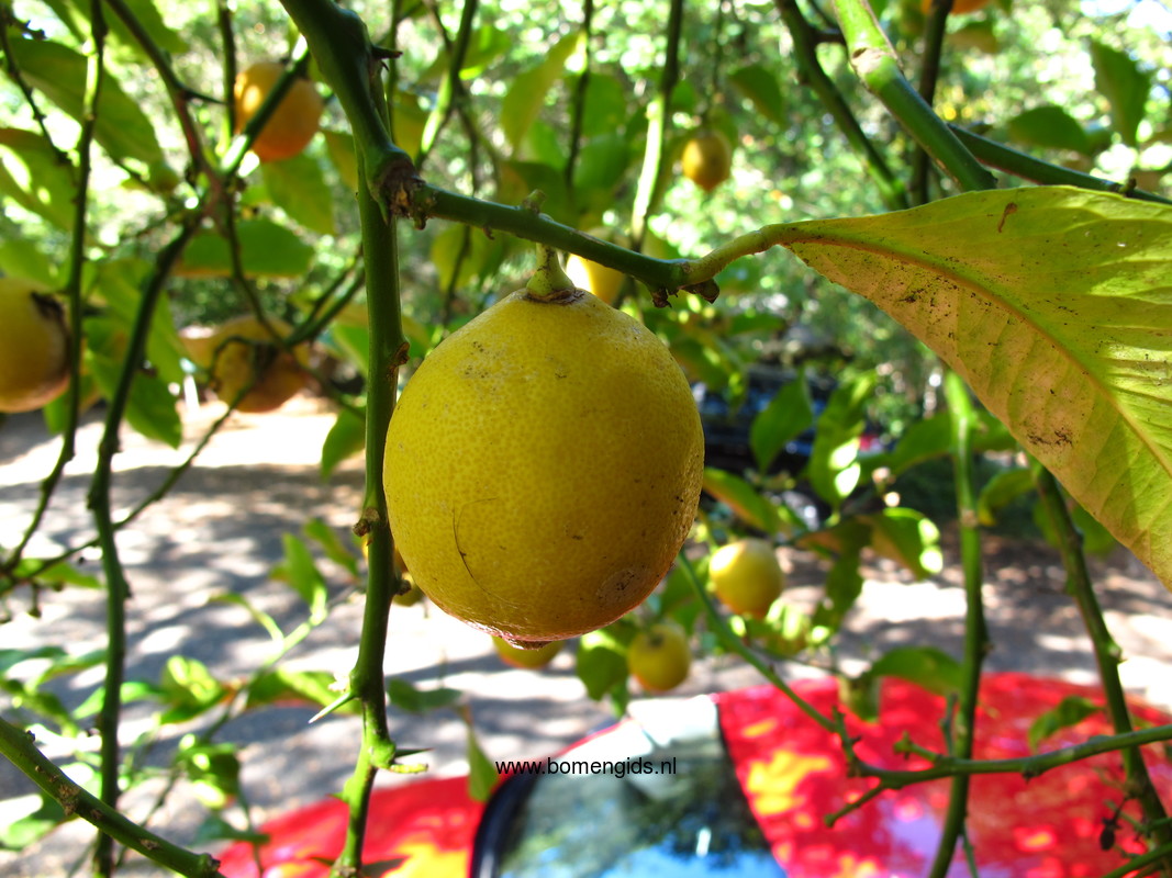 Herken de boomsoort NL: Citroen; Latin: Citrus limon; UK: Lemon; GE ...