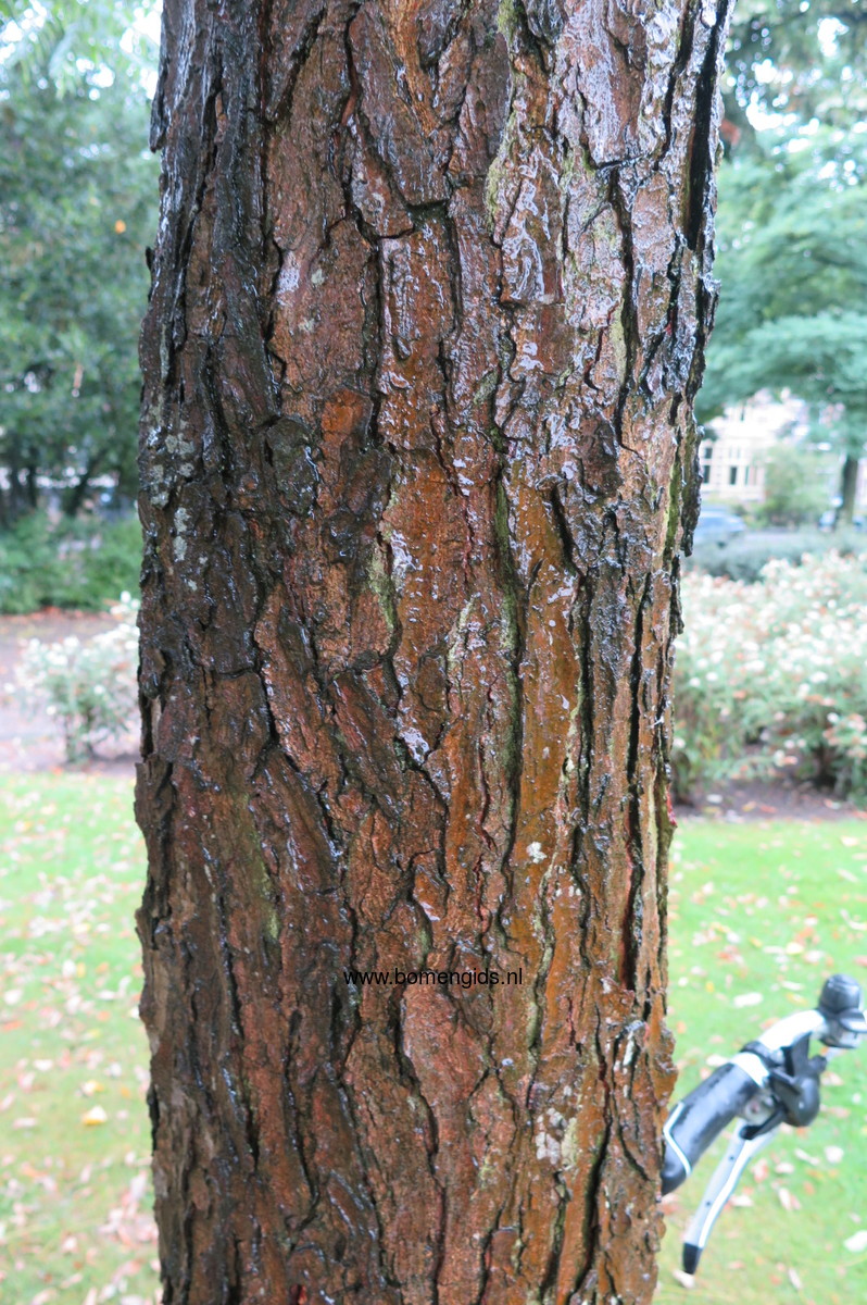 Boomsoorten die horen bij leguminosafamilie