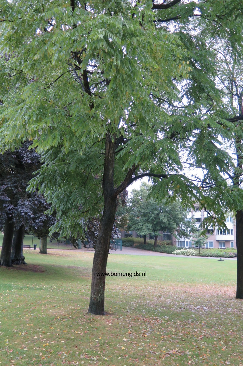Boomsoorten die horen bij leguminosafamilie