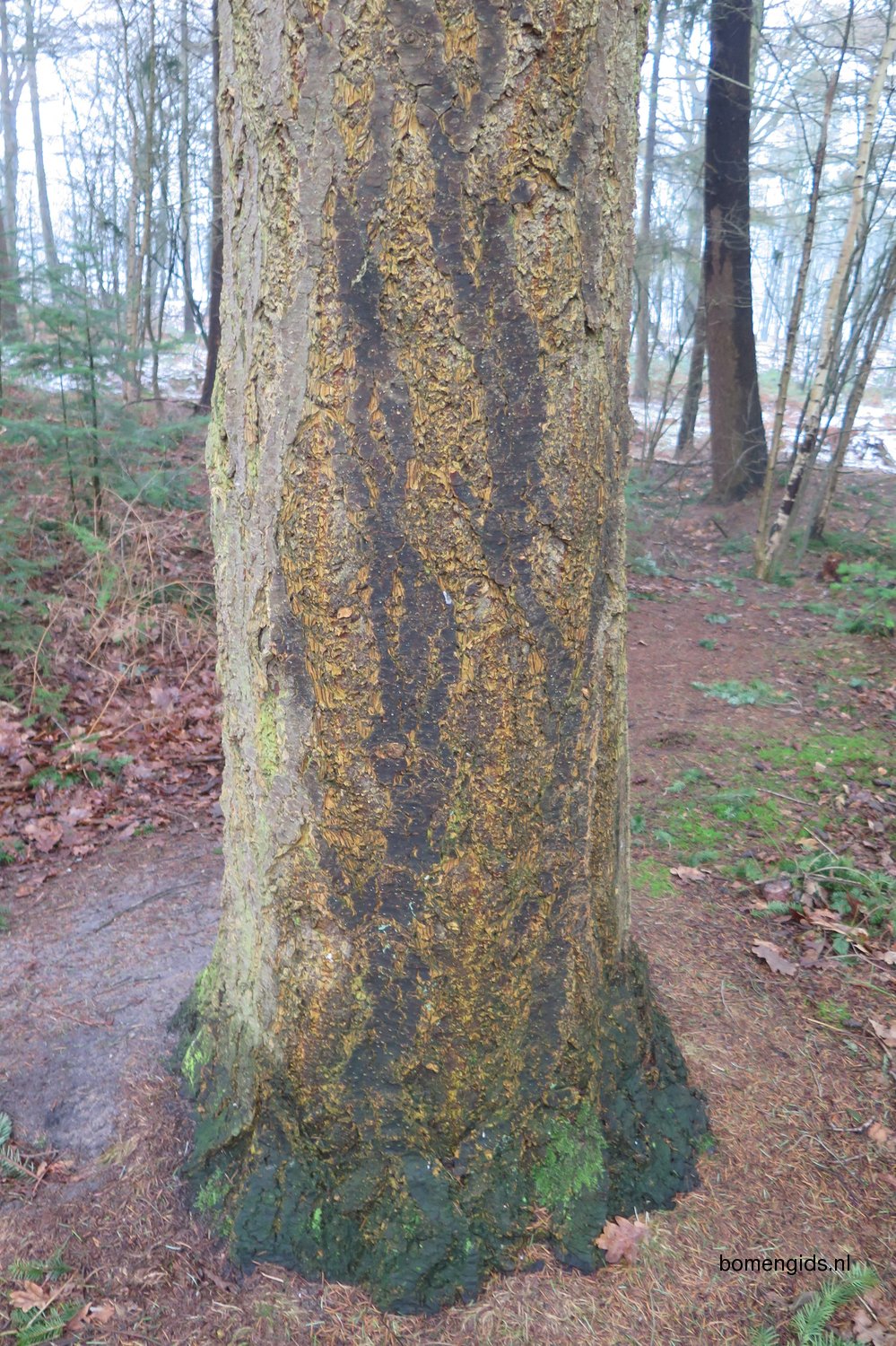 Herken de boomsoort NL: Douglasspar; Latin: Pseudotsuga menzoiesii; UK ...