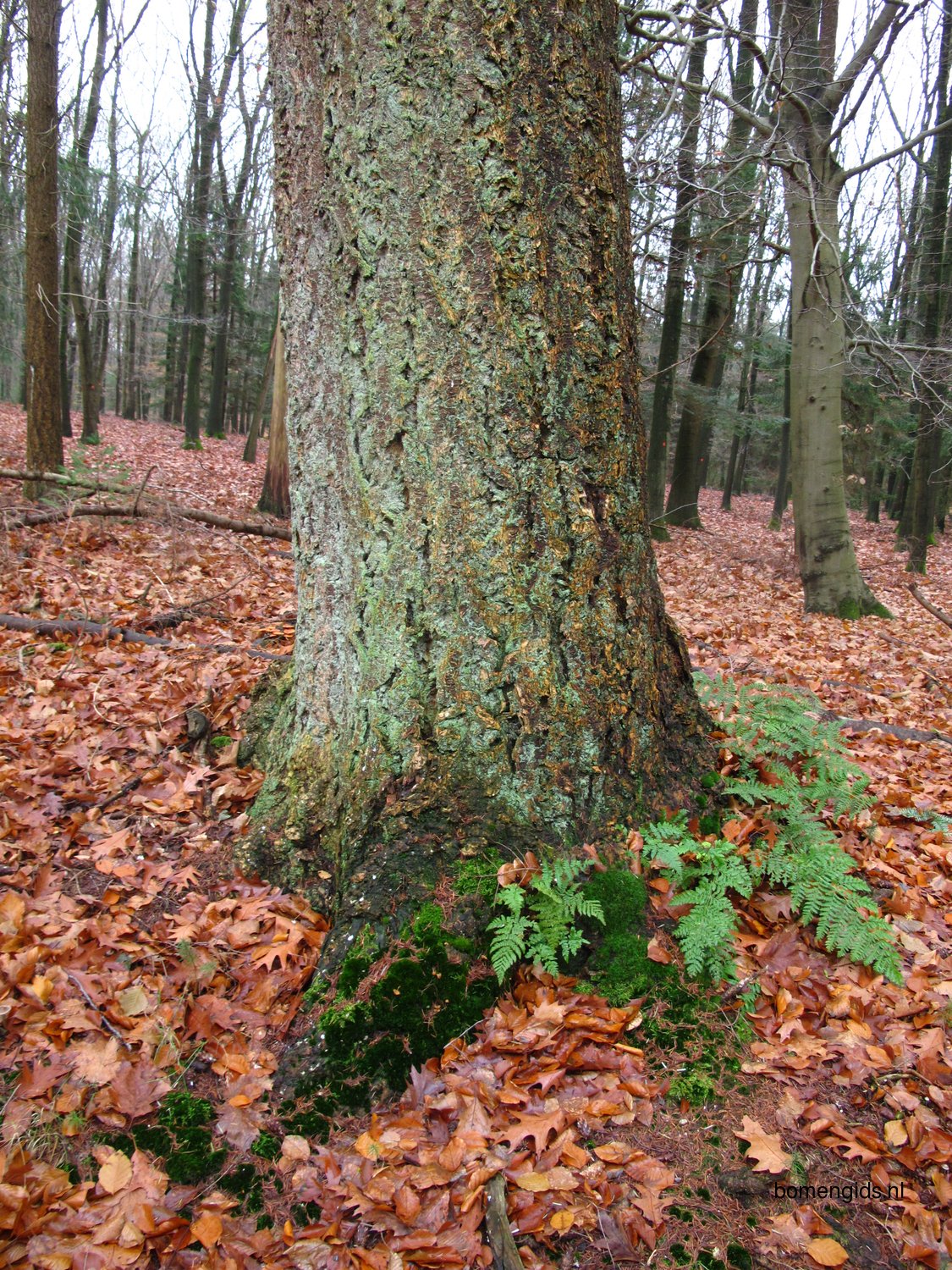 Herken de boomsoort NL: Douglasspar; Latin: Pseudotsuga menzoiesii; UK ...
