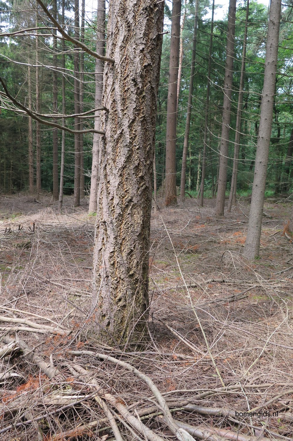 Herken de boomsoort NL: Douglasspar; Latin: Pseudotsuga menzoiesii; UK ...