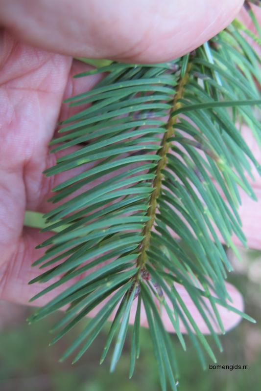 Herken de boomsoort NL: Douglasspar; Latin: Pseudotsuga menzoiesii; UK ...