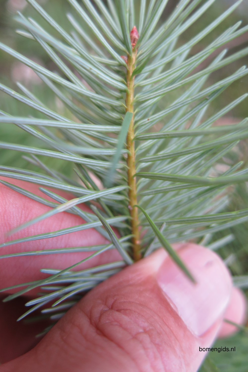 Herken de boomsoort NL: Douglasspar; Latin: Pseudotsuga menzoiesii; UK ...