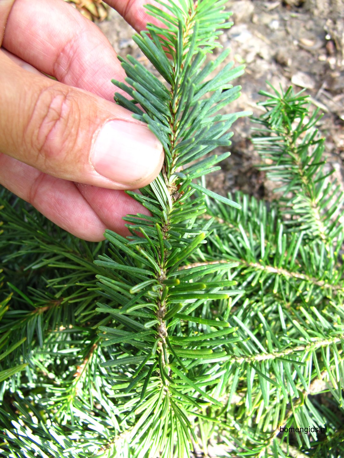 Herken de boomsoort NL: Douglasspar; Latin: Pseudotsuga menzoiesii; UK ...