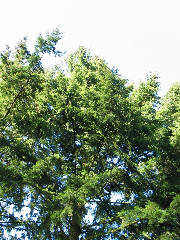Herken de boomsoort NL: Douglasspar; Latin: Pseudotsuga menzoiesii; UK ...