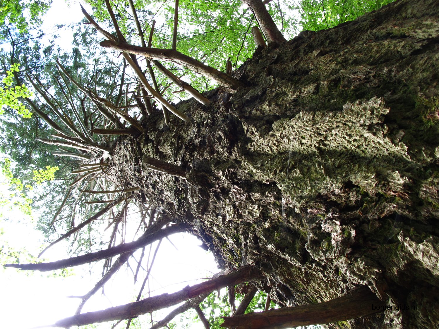 Herken de boomsoort NL: Douglasspar; Latin: Pseudotsuga menzoiesii; UK ...