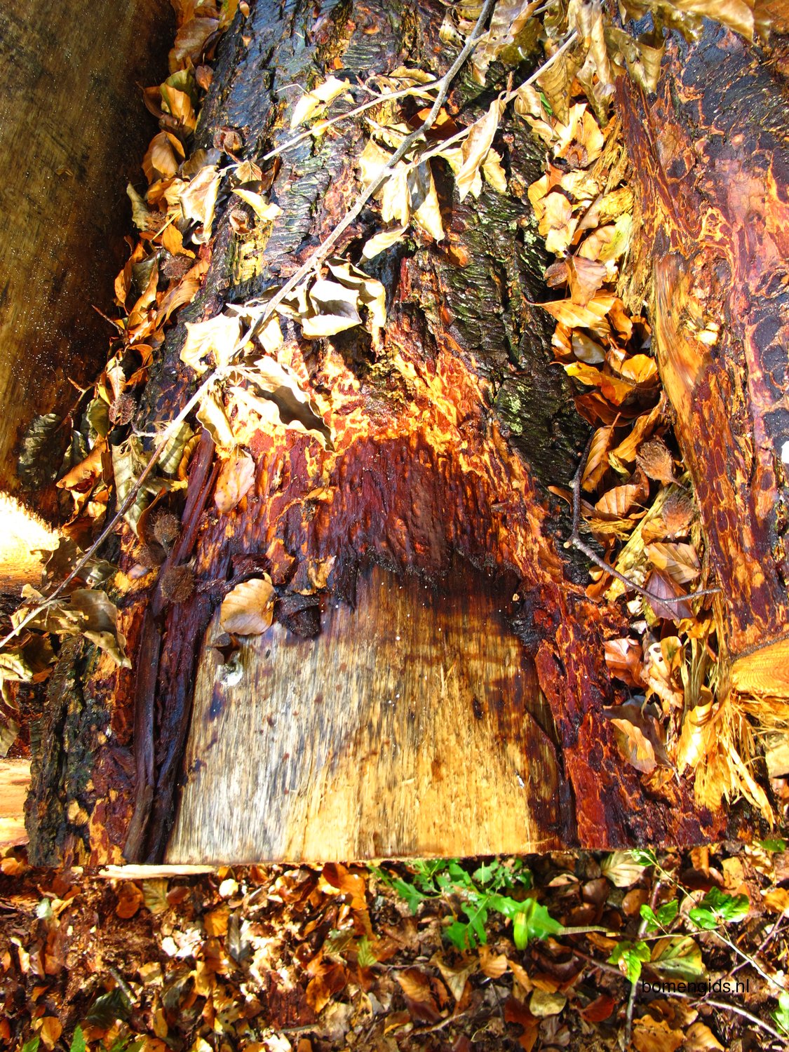 Herken de boomsoort NL: Douglasspar; Latin: Pseudotsuga menzoiesii; UK ...