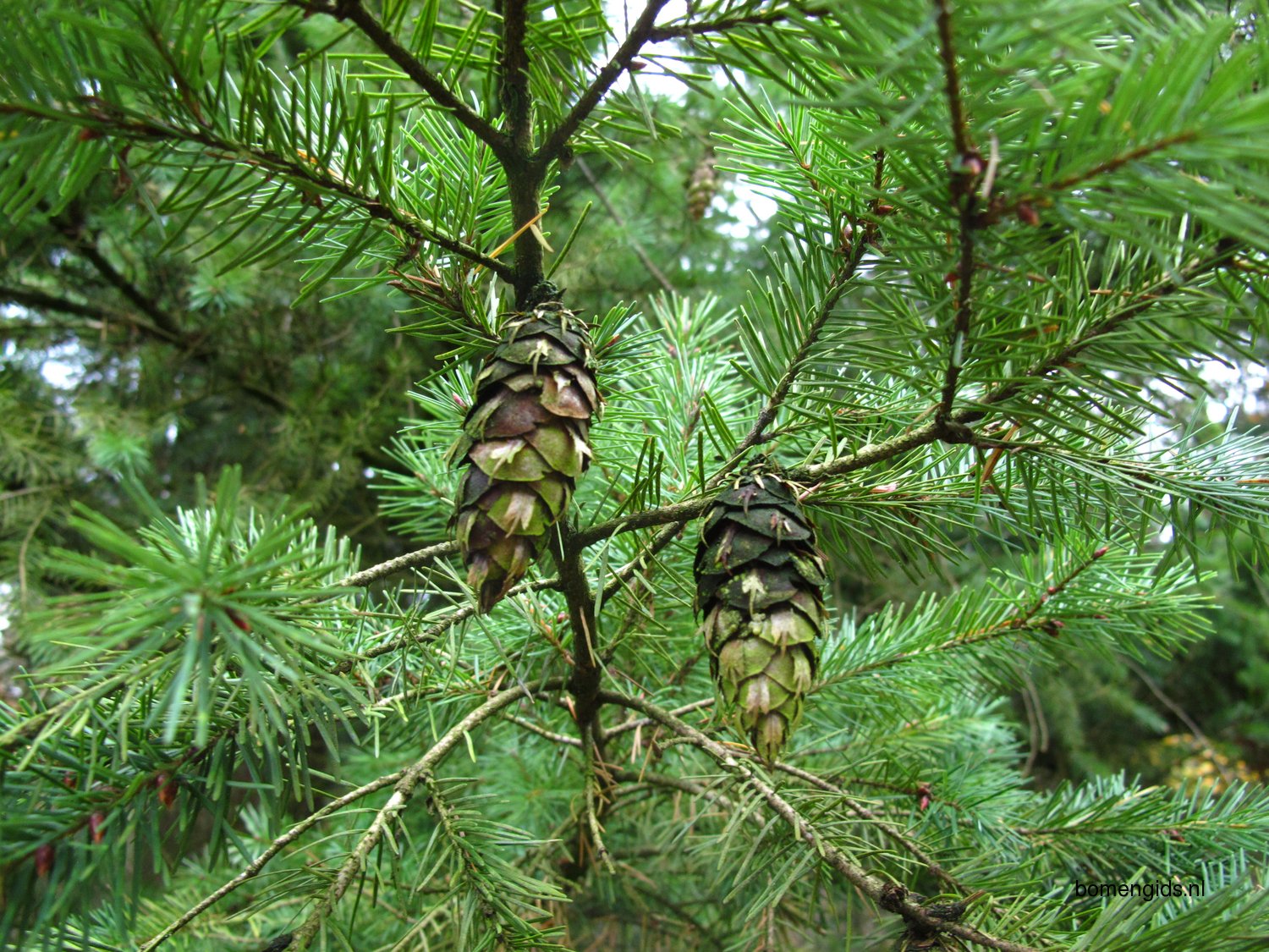Herken de boomsoort NL: Douglasspar; Latin: Pseudotsuga menzoiesii; UK ...