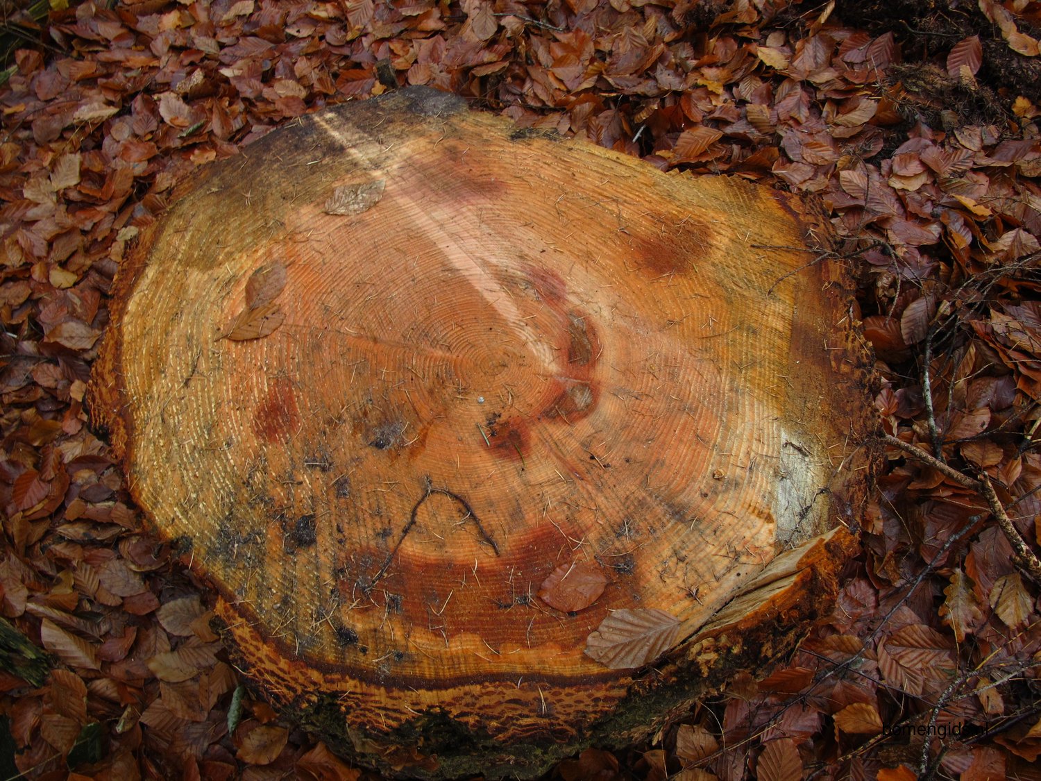 Herken de boomsoort NL: Douglasspar; Latin: Pseudotsuga menzoiesii; UK ...