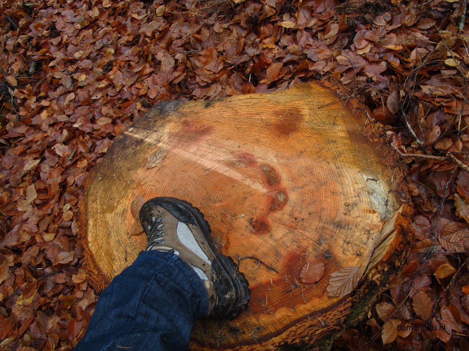 Herken de boomsoort NL: Douglasspar; Latin: Pseudotsuga menzoiesii; UK ...