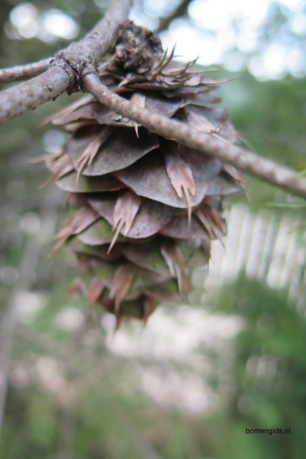 Herken de boomsoort NL: Douglasspar; Latin: Pseudotsuga menzoiesii; UK ...