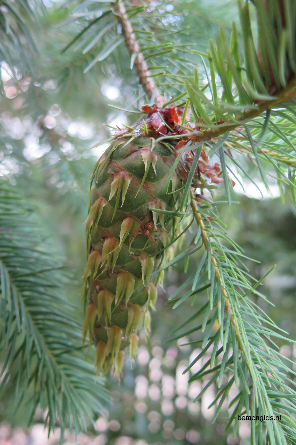 Herken de boomsoort NL: Douglasspar; Latin: Pseudotsuga menzoiesii; UK ...
