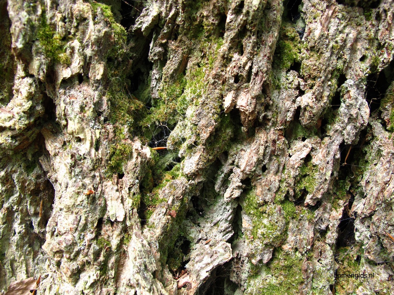 Herken de boomsoort NL: Douglasspar; Latin: Pseudotsuga menzoiesii; UK ...