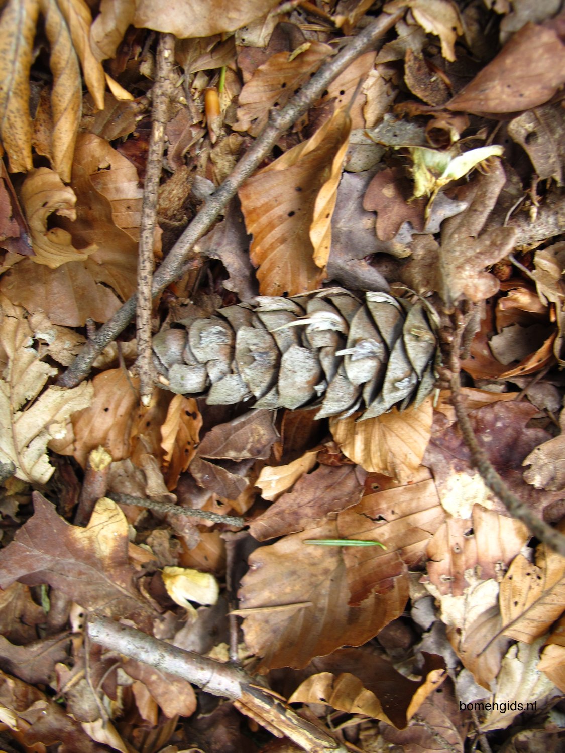 Herken de boomsoort NL: Douglasspar; Latin: Pseudotsuga menzoiesii; UK ...