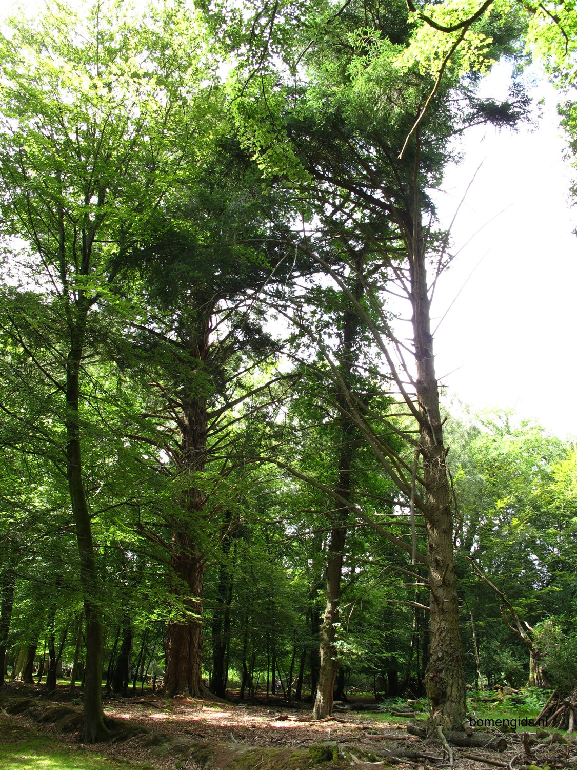 Herken de boomsoort NL: Douglasspar; Latin: Pseudotsuga menzoiesii; UK ...