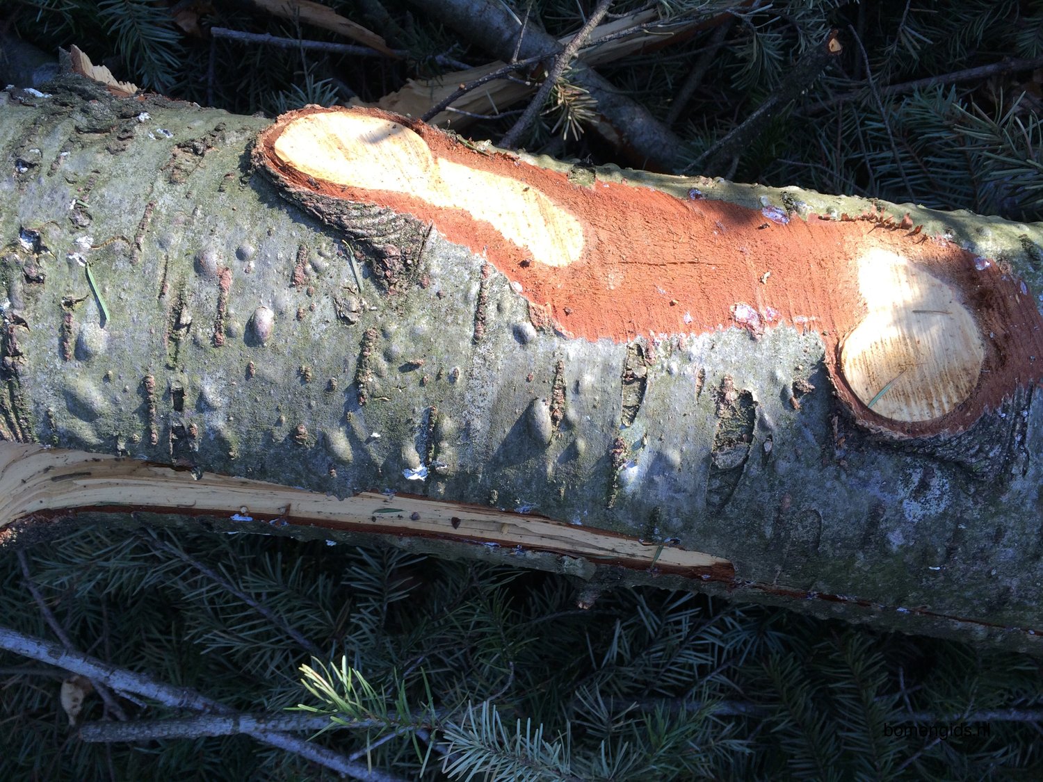 Herken de boomsoort NL: Douglasspar; Latin: Pseudotsuga menzoiesii; UK ...