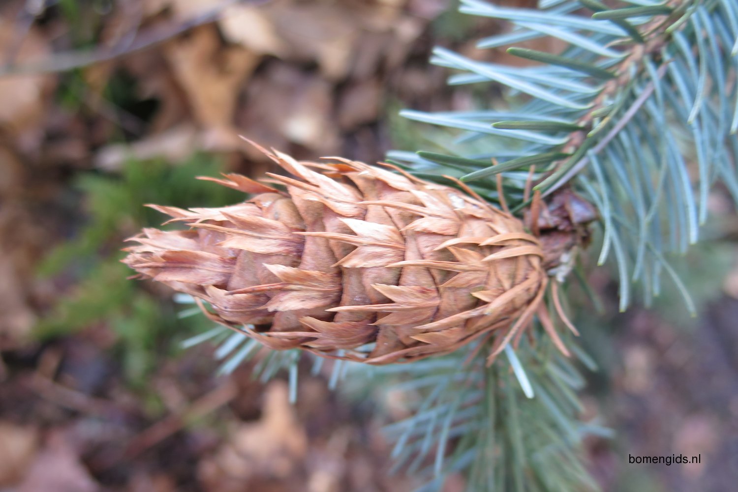 Herken de boomsoort NL: Douglasspar; Latin: Pseudotsuga menzoiesii; UK ...