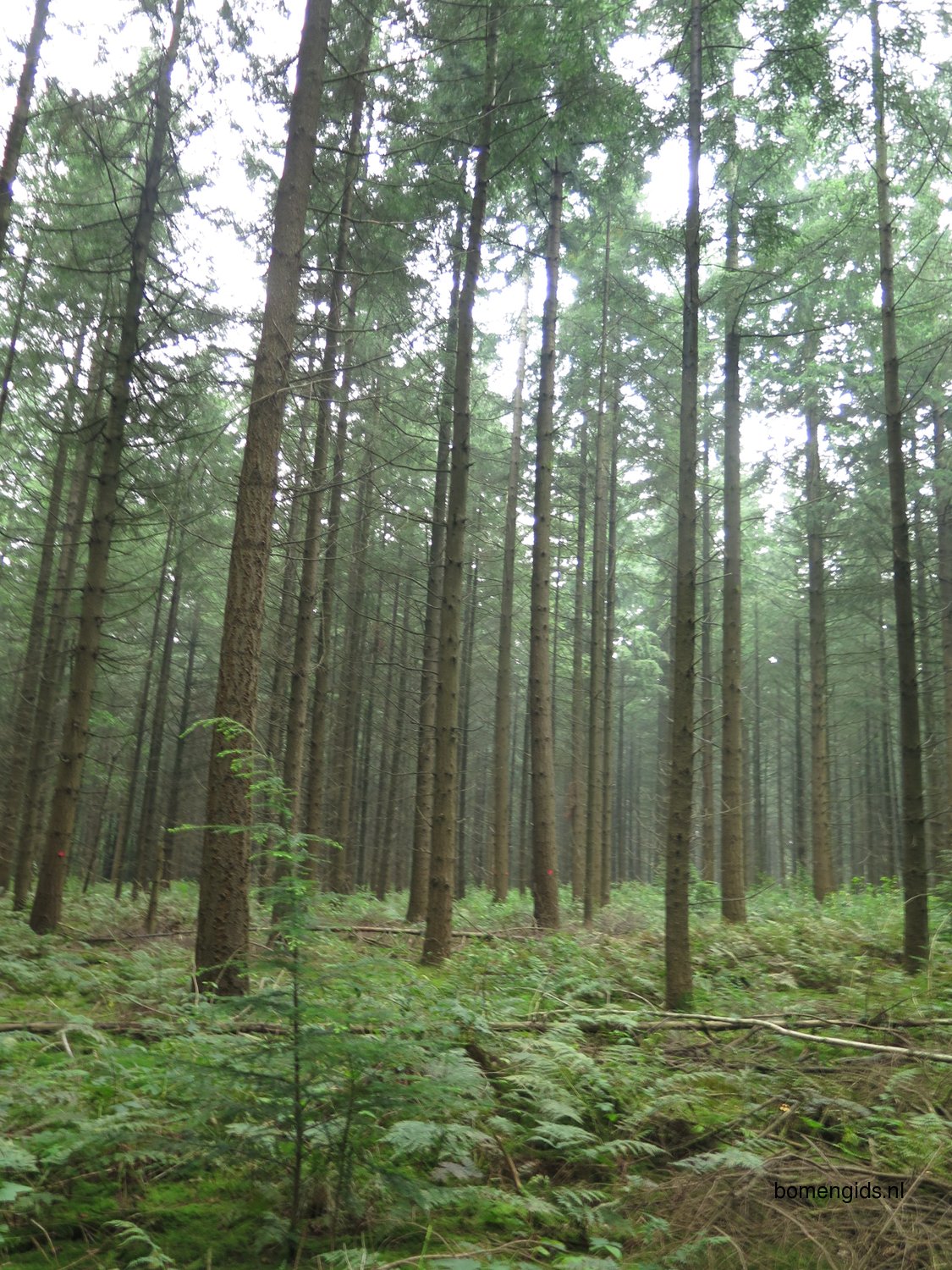 Herken de boomsoort NL: Douglasspar; Latin: Pseudotsuga menzoiesii; UK ...