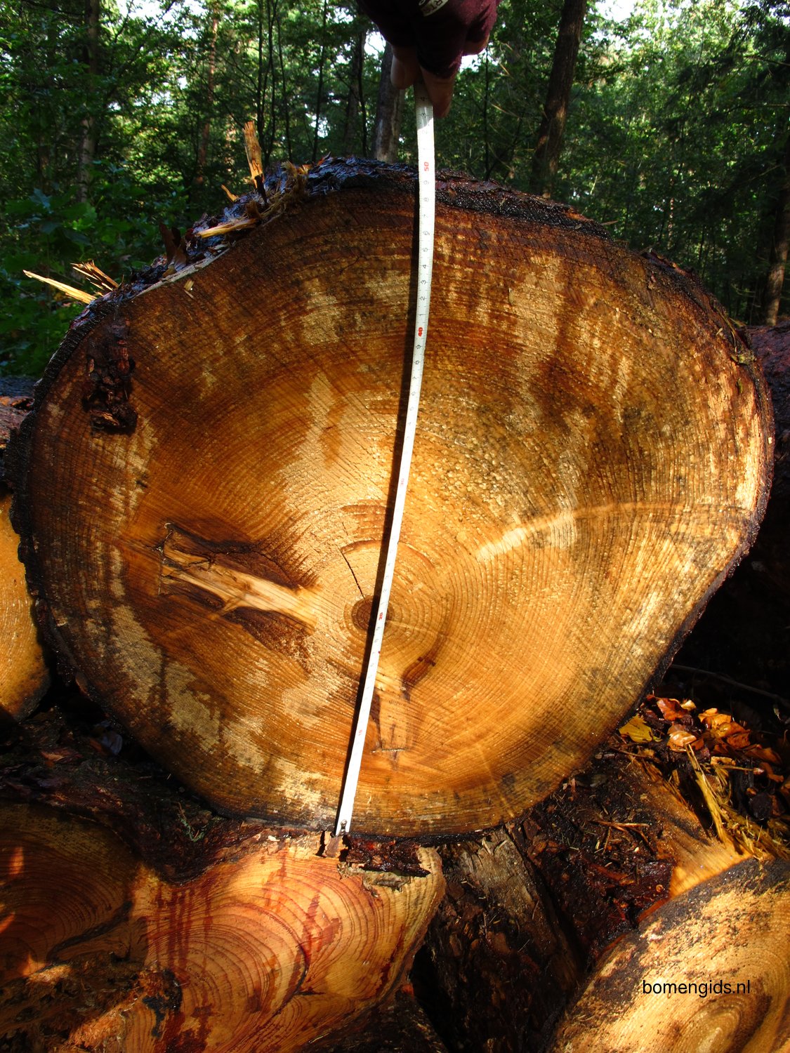 Herken de boomsoort NL: Douglasspar; Latin: Pseudotsuga menzoiesii; UK ...