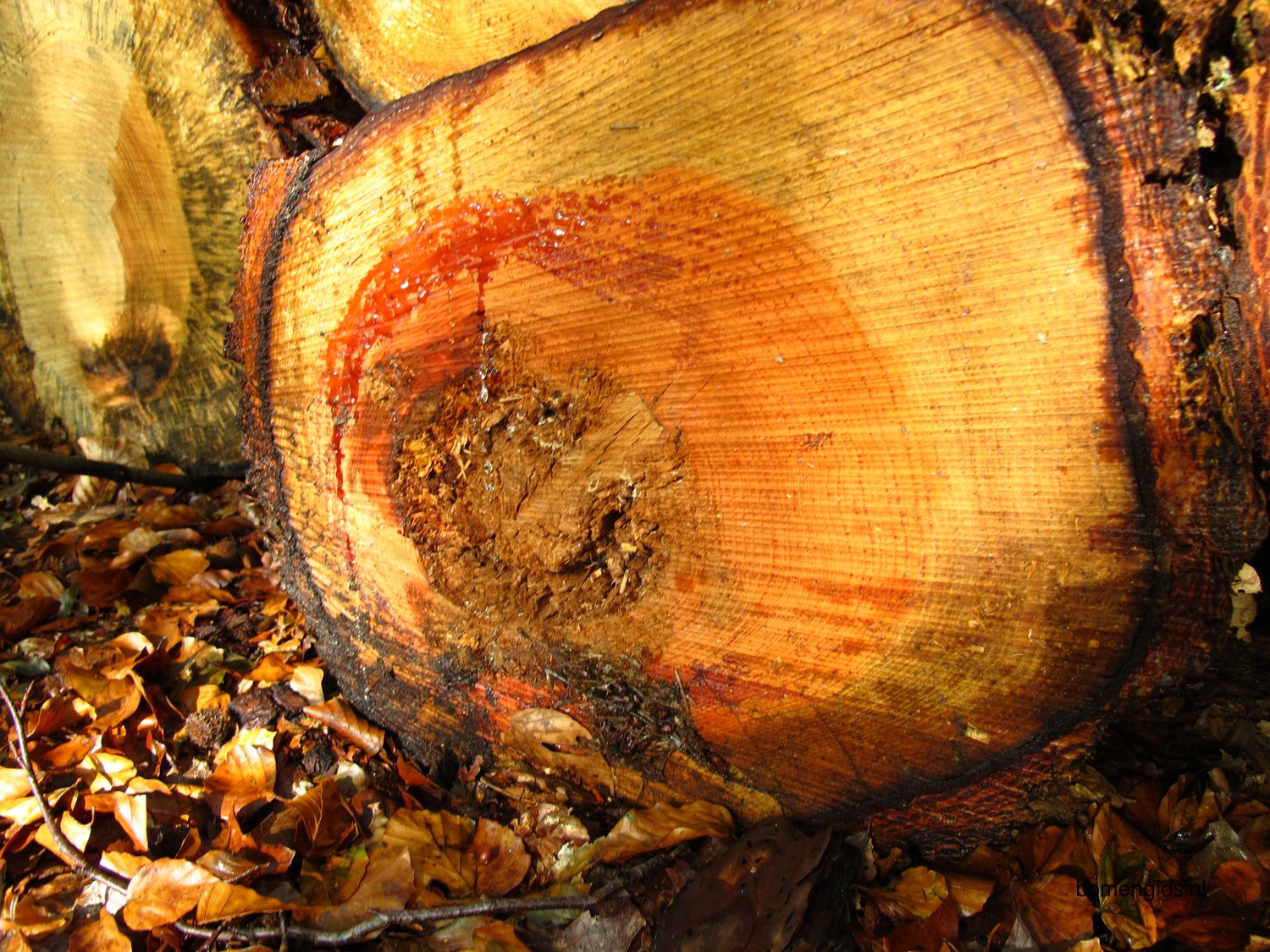 Herken de boomsoort NL: Douglasspar; Latin: Pseudotsuga menzoiesii; UK ...