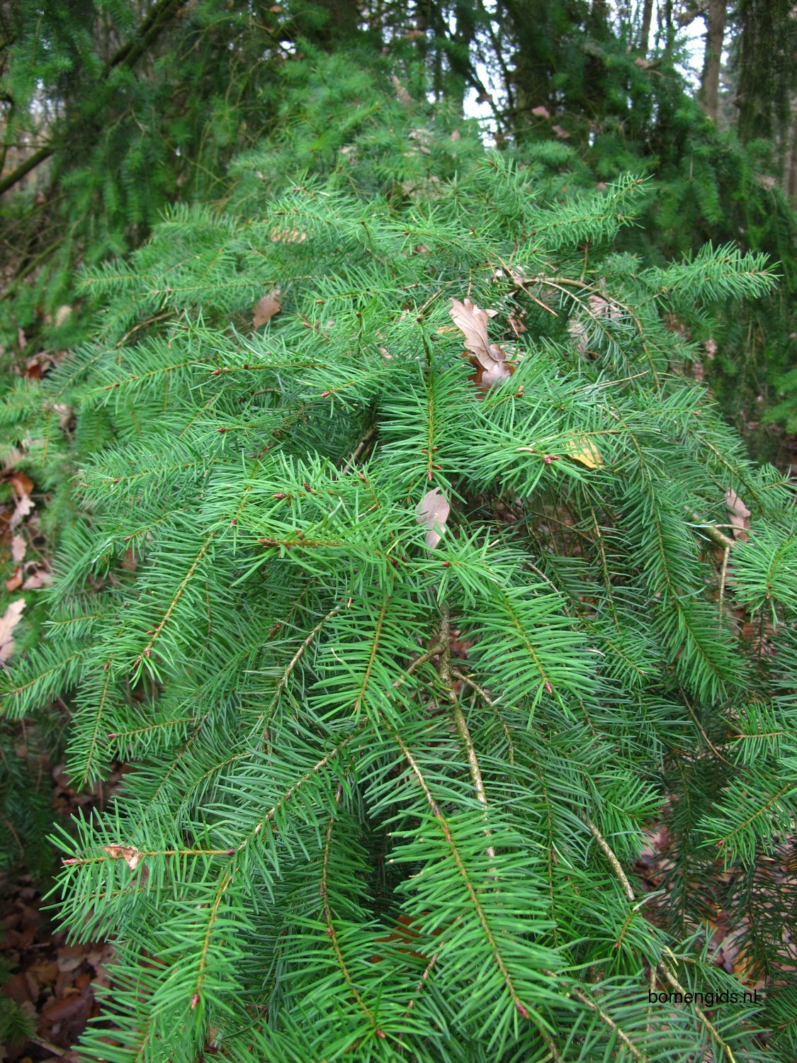 Herken de boomsoort NL: Douglasspar; Latin: Pseudotsuga menzoiesii; UK ...