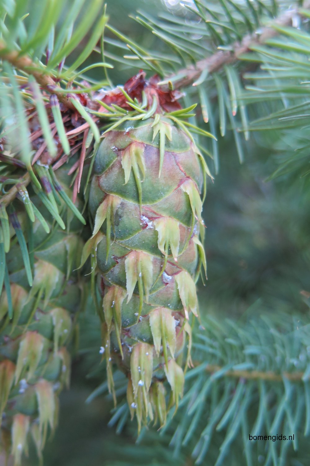 Herken de boomsoort NL: Douglasspar; Latin: Pseudotsuga menzoiesii; UK ...
