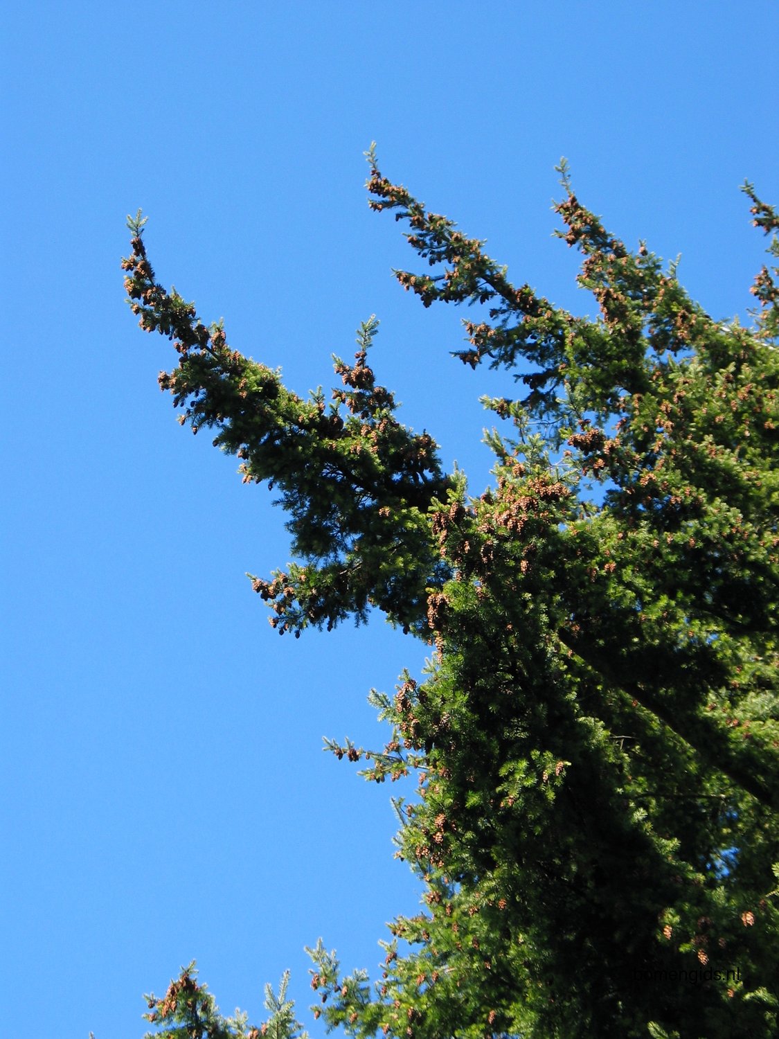 Herken de boomsoort NL: Douglasspar; Latin: Pseudotsuga menzoiesii; UK ...