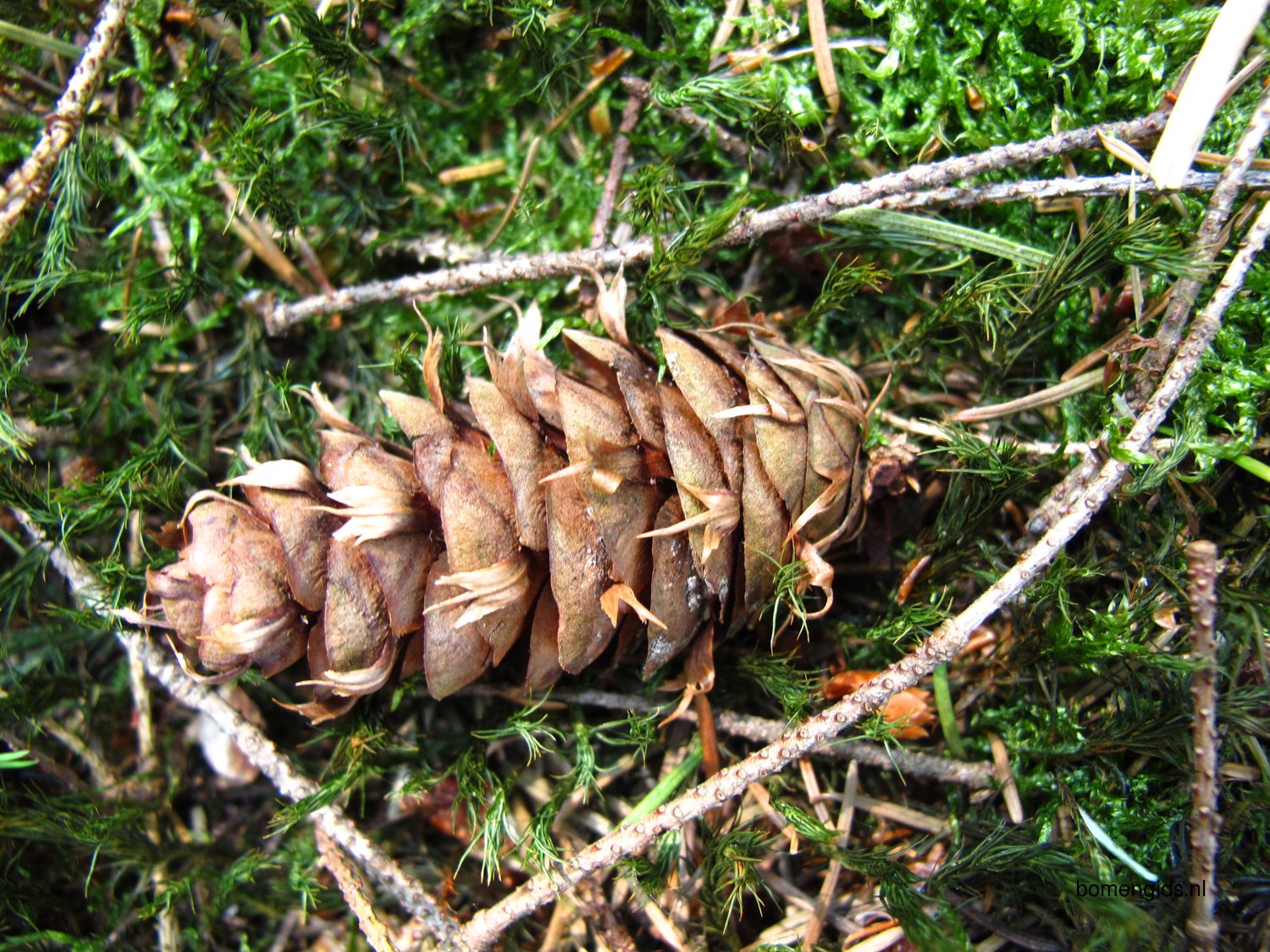 Herken de boomsoort NL: Douglasspar; Latin: Pseudotsuga menzoiesii; UK ...