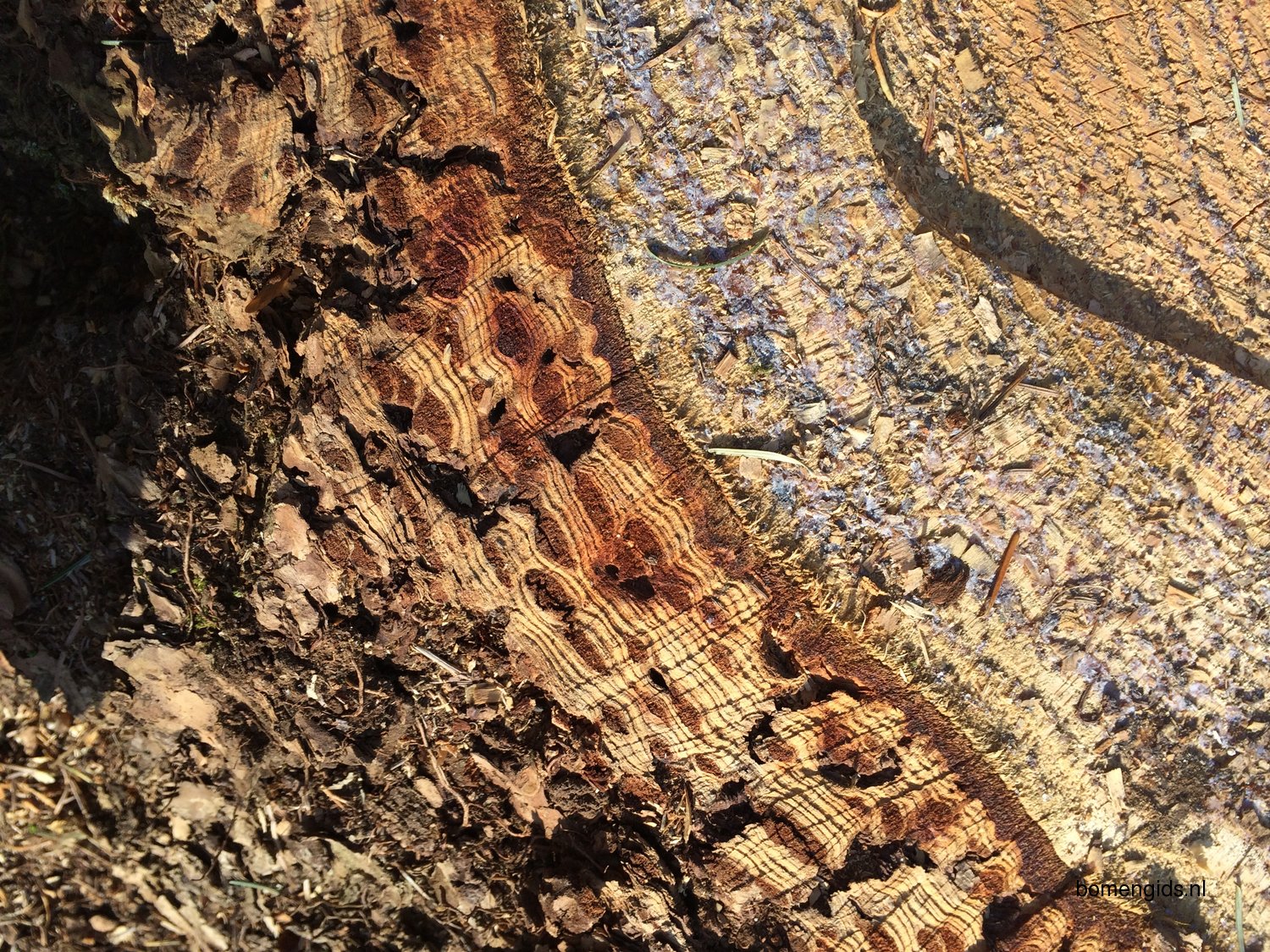 Herken de boomsoort NL: Douglasspar; Latin: Pseudotsuga menzoiesii; UK ...