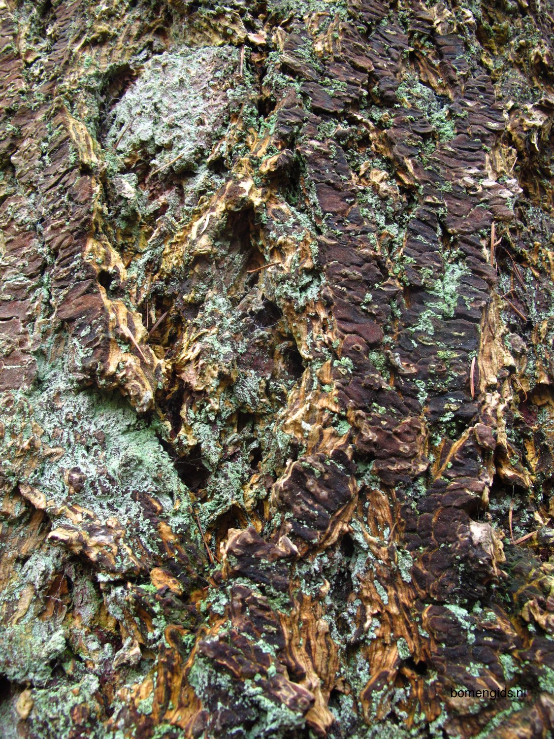 Herken de boomsoort NL: Douglasspar; Latin: Pseudotsuga menzoiesii; UK ...