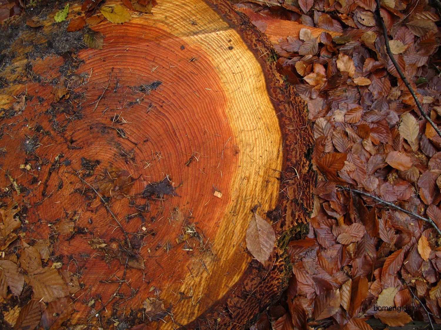 Herken de boomsoort NL: Douglasspar; Latin: Pseudotsuga menzoiesii; UK ...