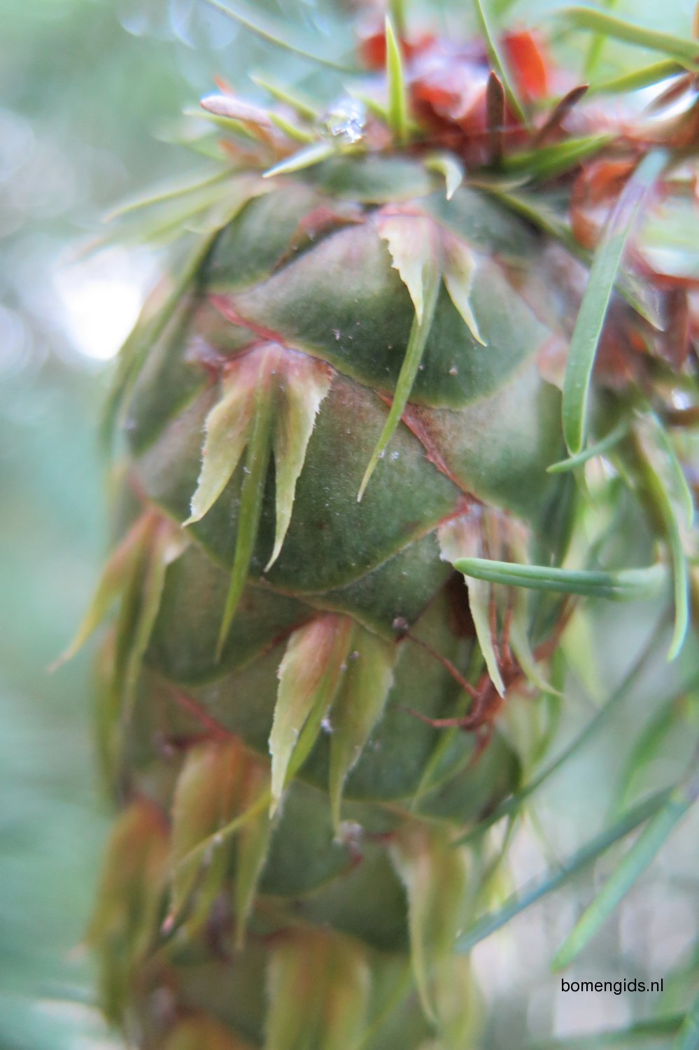 Herken de boomsoort NL: Douglasspar; Latin: Pseudotsuga menzoiesii; UK ...